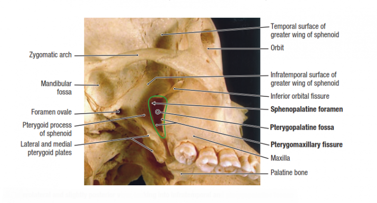Fossa pterigopalatina | Medicina247